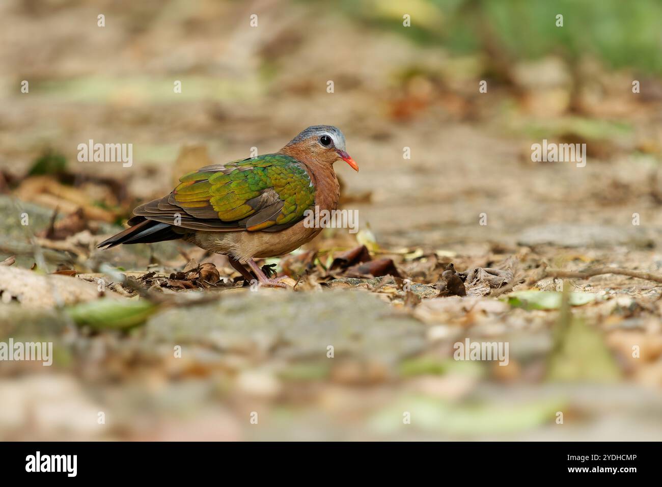 Common or Asian Emerald Dove Chalcophaps indica, also Grey-capped ...