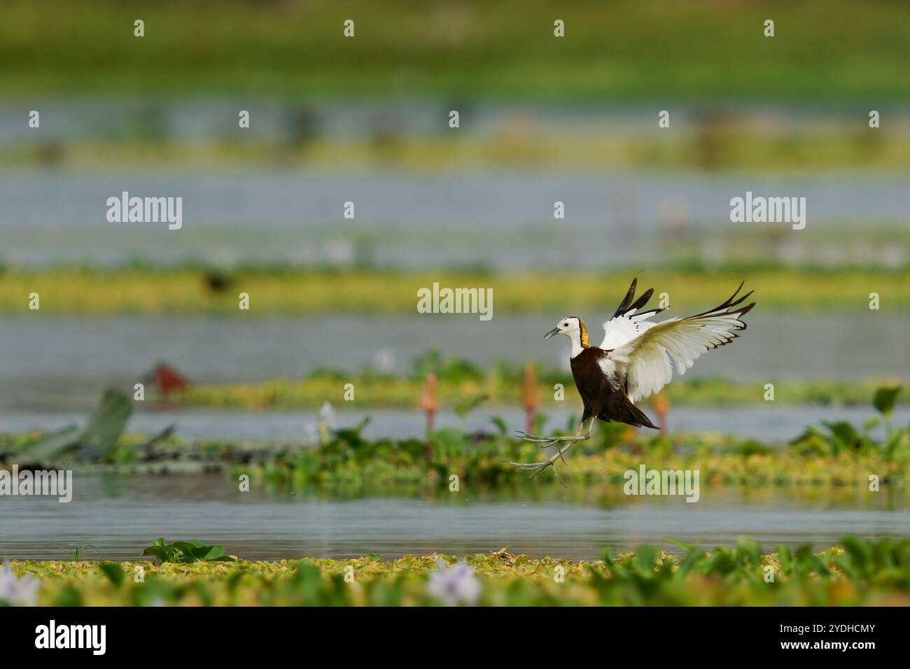 Flying pheasant tailed jacana hi-res stock photography and images - Alamy