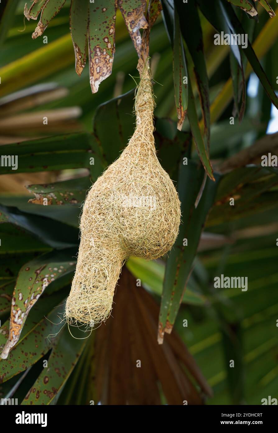 Baya weaver Ploceus philippinus yellow bird found across the Indian ...