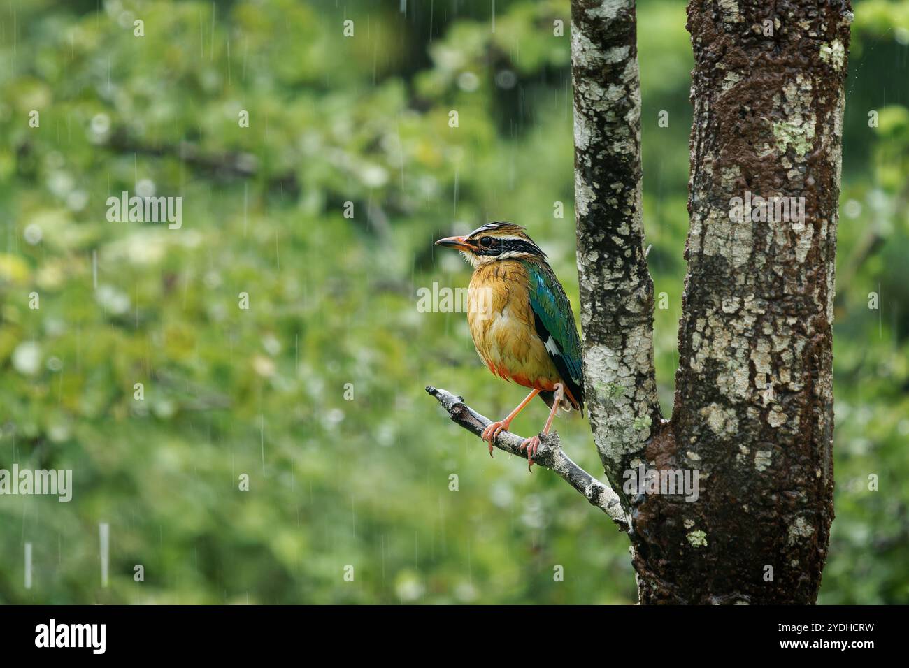 Indian pitta Pitta brachyura is passerine bird native to Indian ...