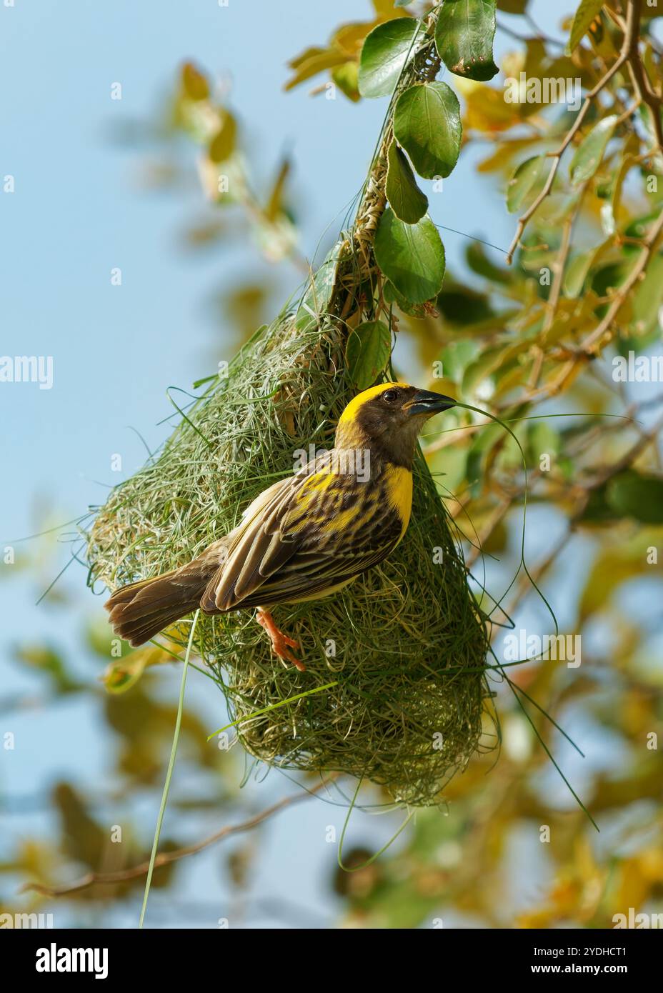 Baya bird nest hi-res stock photography and images - Alamy