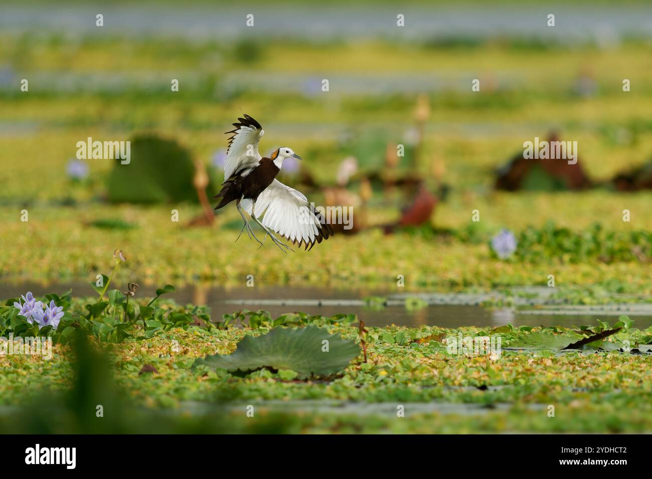 Pheasant-tailed Jacana - Hydrophasianus chirurgus flying bird in ...