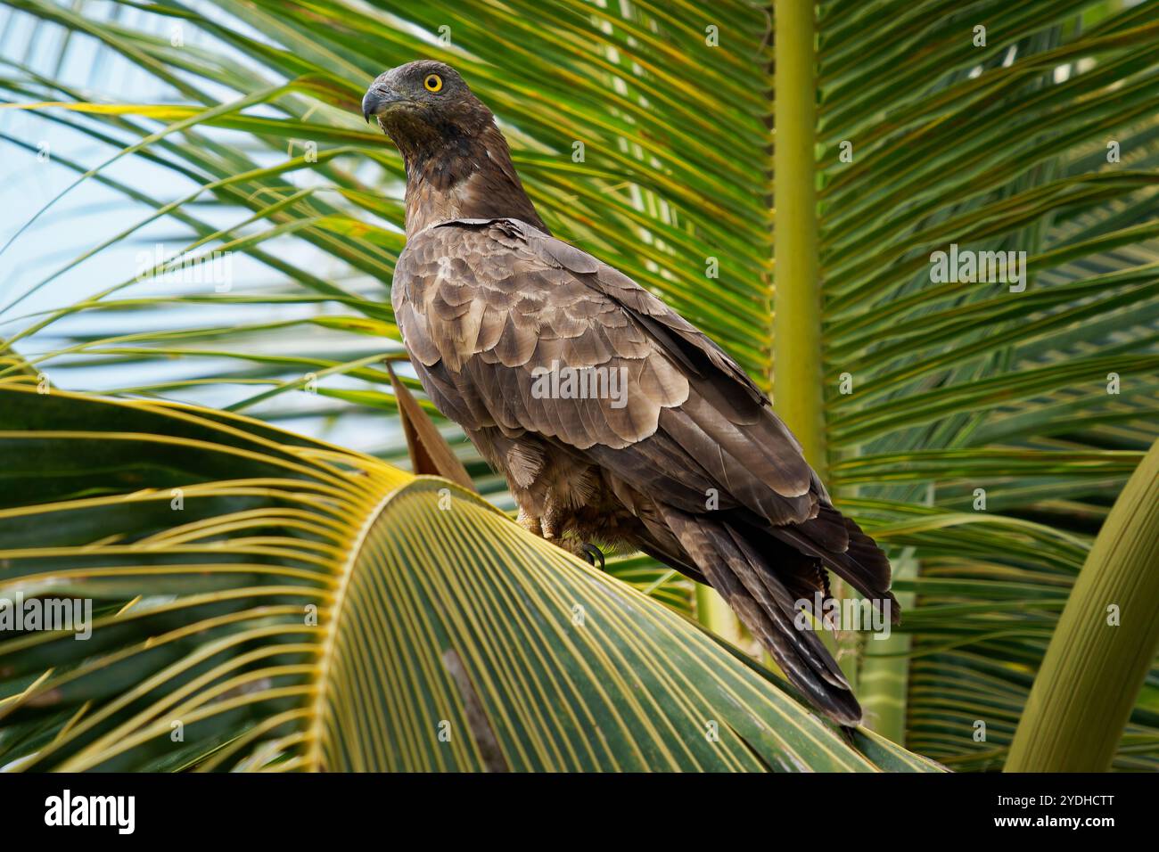 Pernis ptilorhynchus bee hi-res stock photography and images - Alamy
