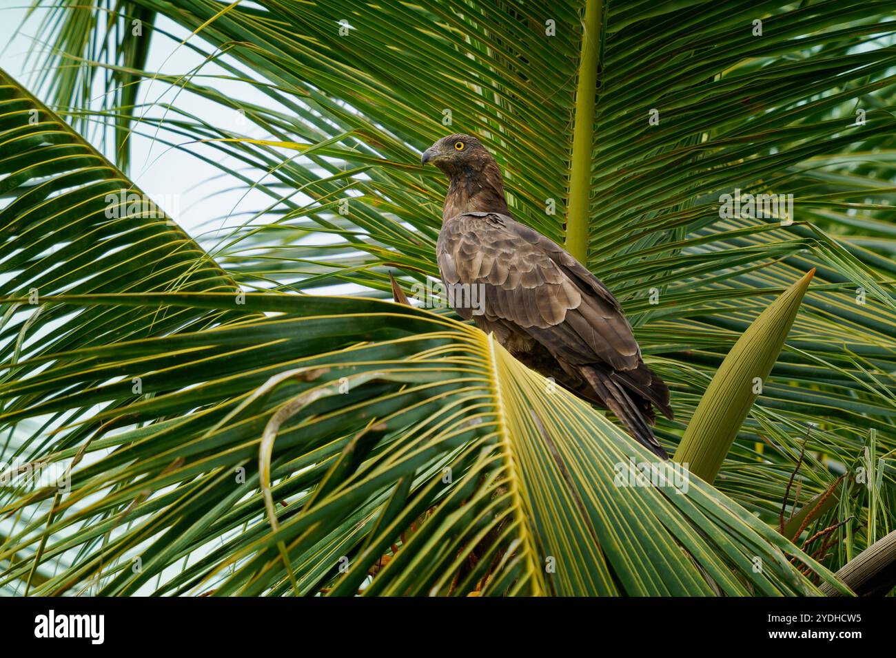 Oriental Crested Honey buzzard Pernis ptilorhynchus is bird of prey in ...