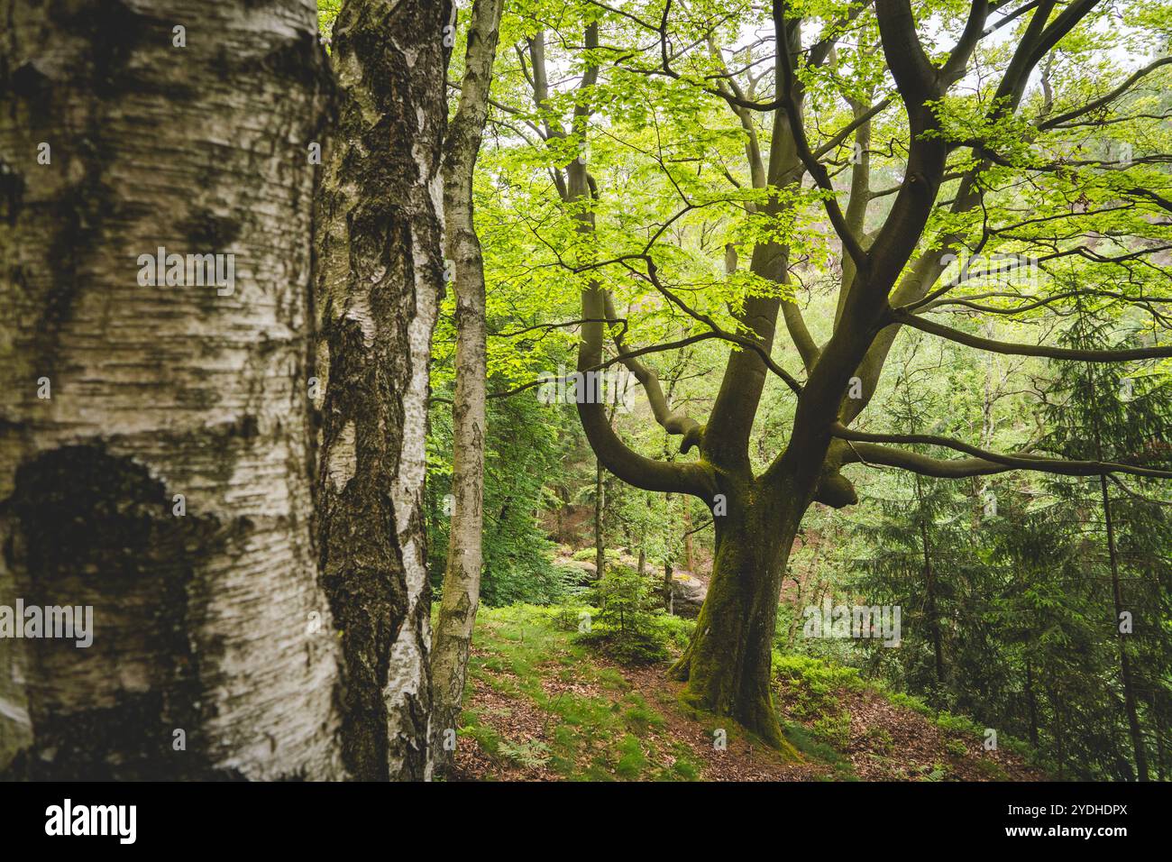 Walking trail in bohemian forest hi-res stock photography and images ...