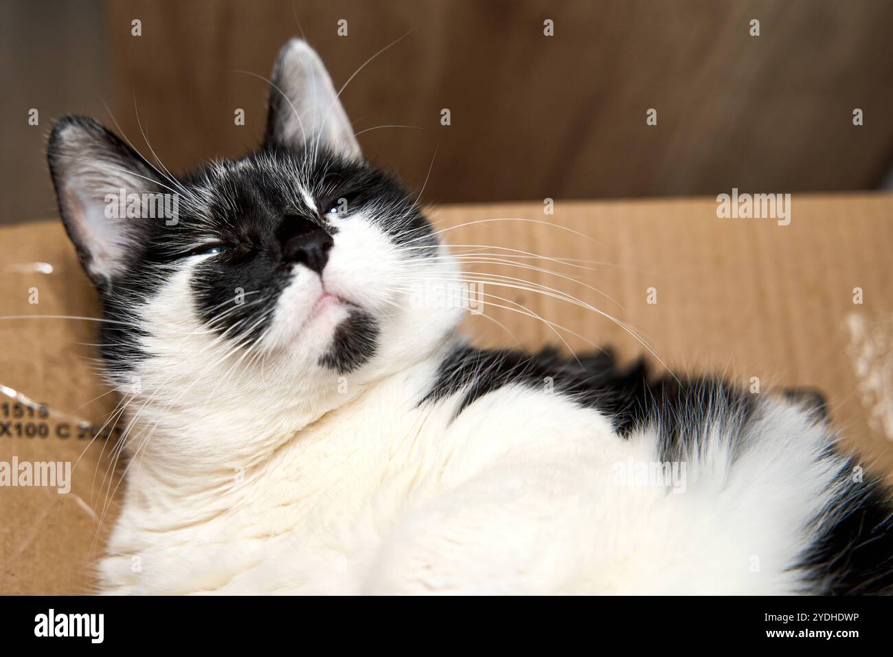 Entspannte katze hi-res stock photography and images - Alamy