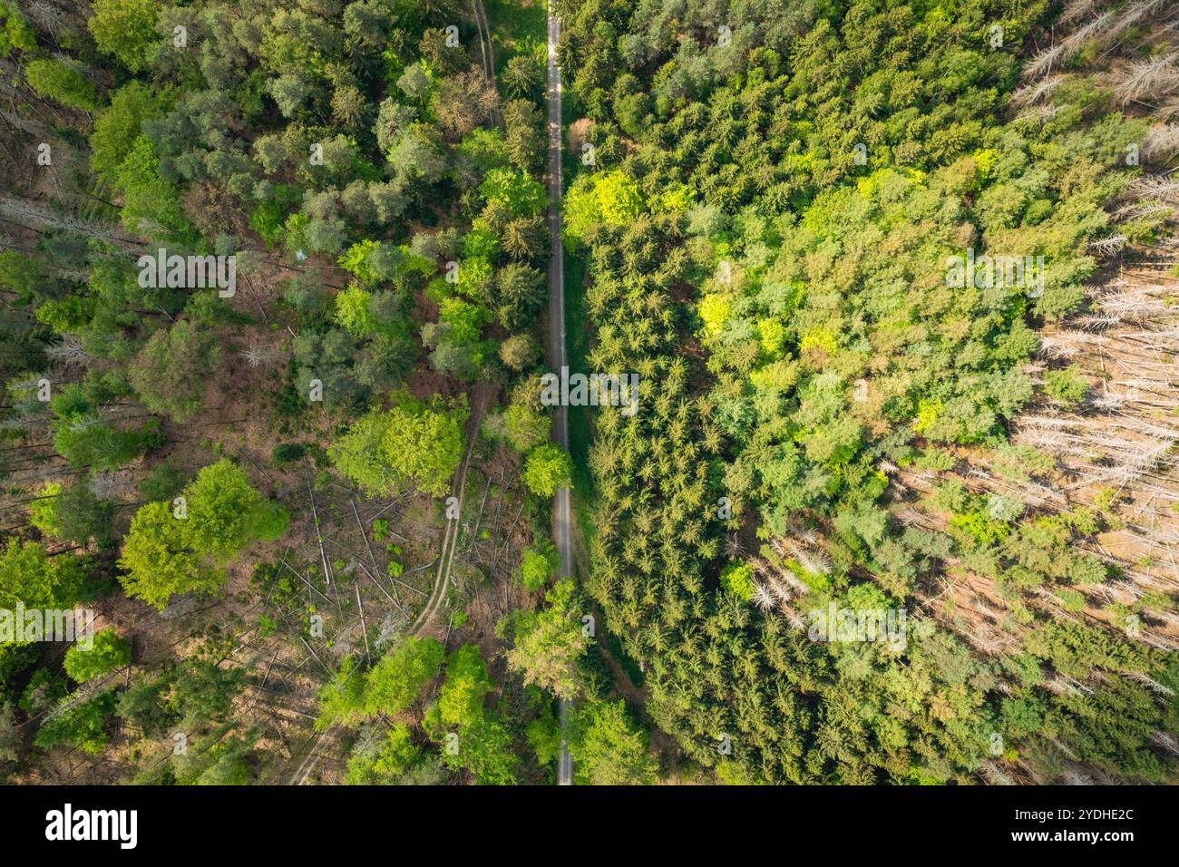 aerial top down view on trail in the forest Stock Photo - Alamy