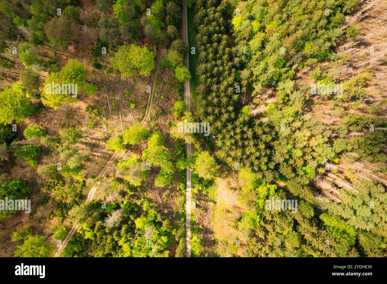 Aerialforest hi-res stock photography and images - Alamy