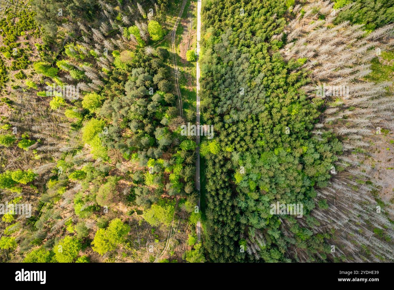 aerial top down view on trail in the woods Stock Photo - Alamy