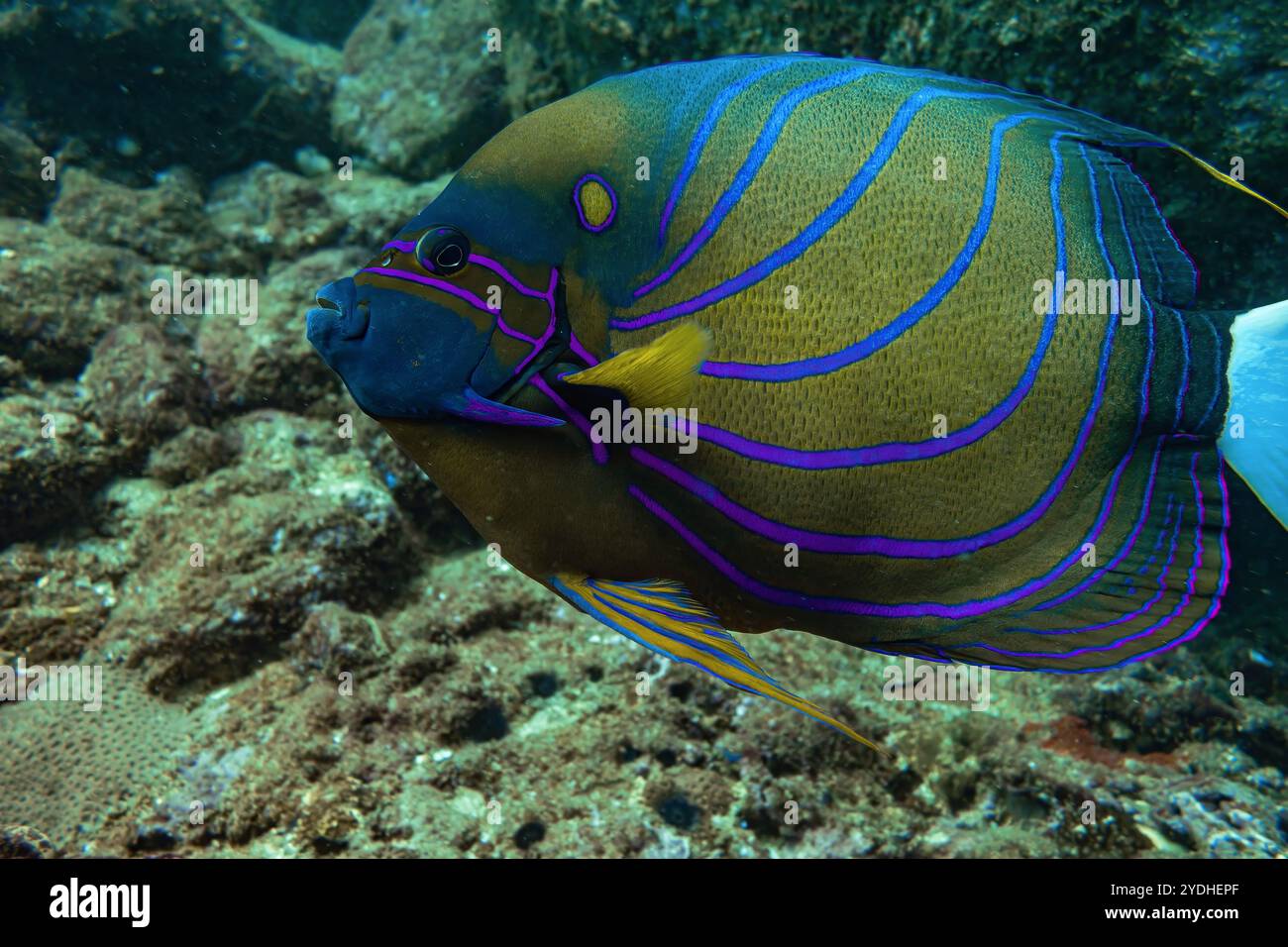 Stunning emperor angelfish gracefully swims through a vibrant coral ...