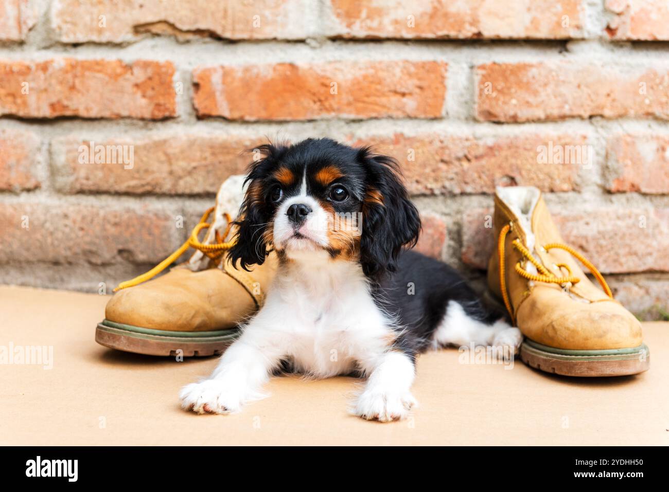 The tricolor cavalier king charles spaniel puppy with shoes in garden ...