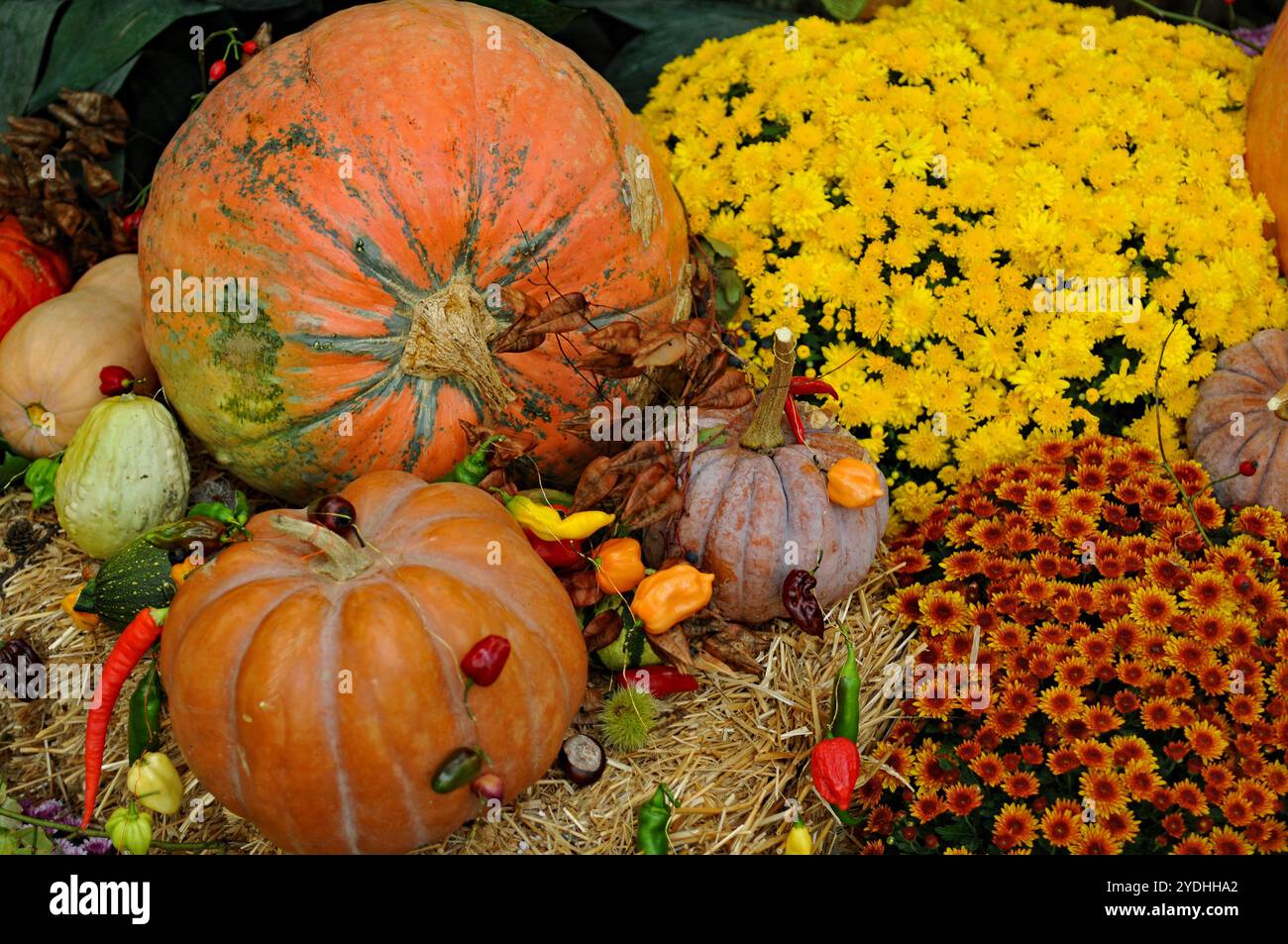 A colourful fall harvest display with flowers and fruits and vegetables ...
