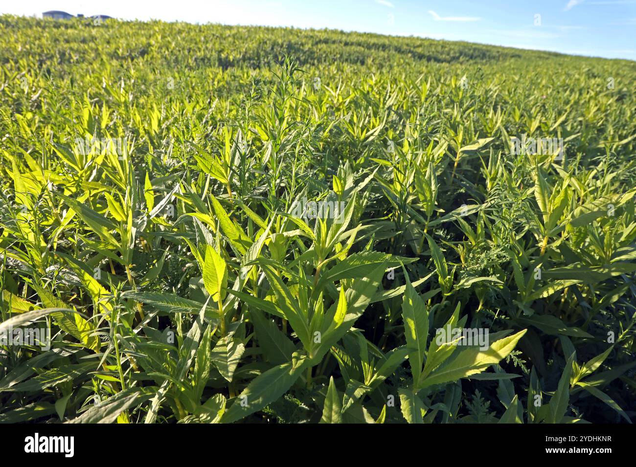 Ramtill hi-res stock photography and images - Alamy