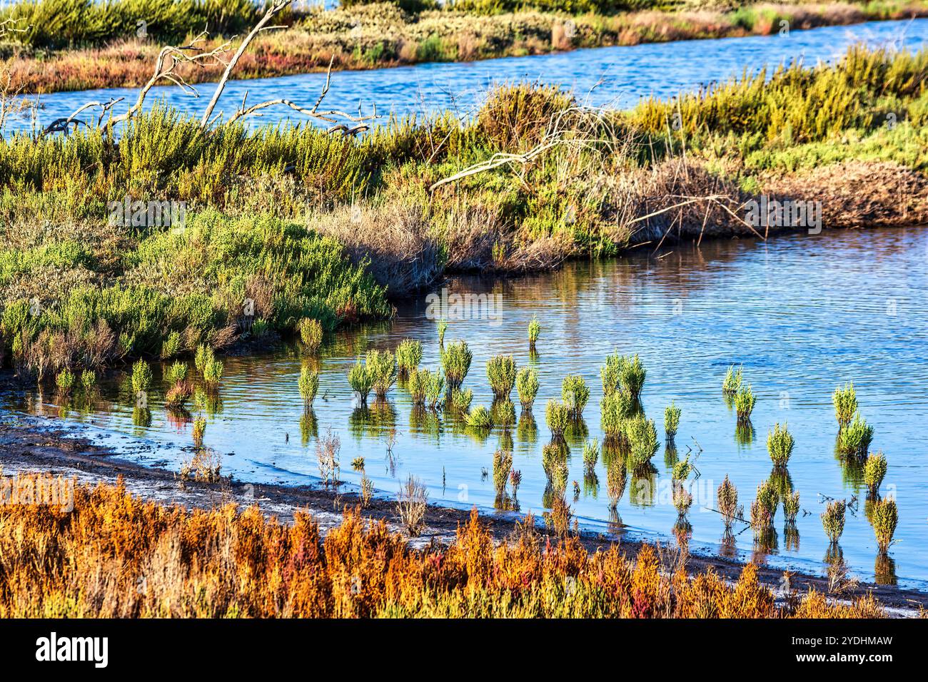 Native vegetation thrives in the shallow waters of Gialova Lagoon, a ...