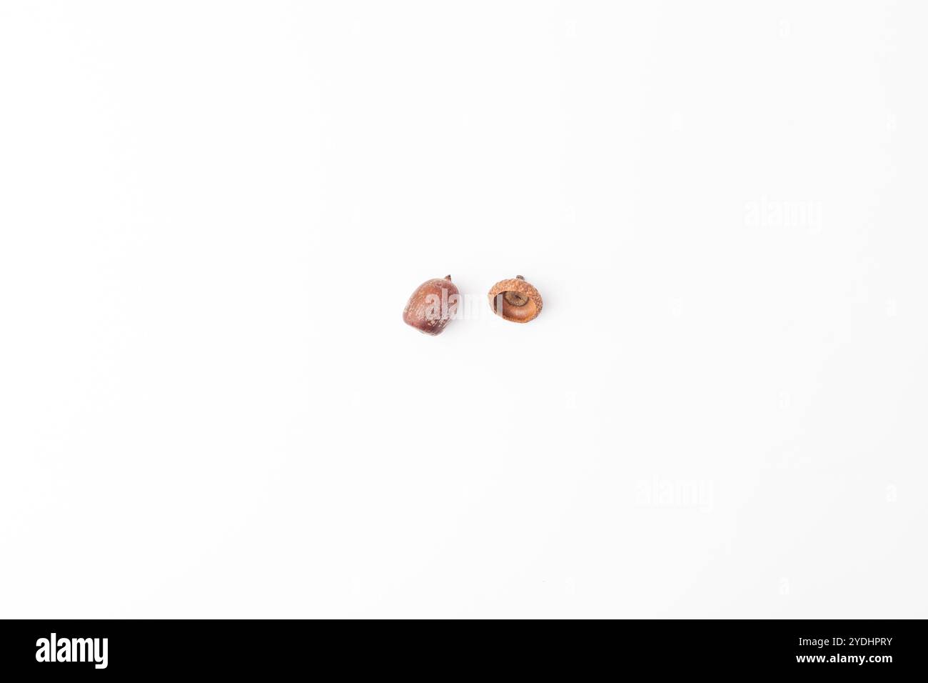 single acorn or oak nut and his cap apart, top view, white background ...