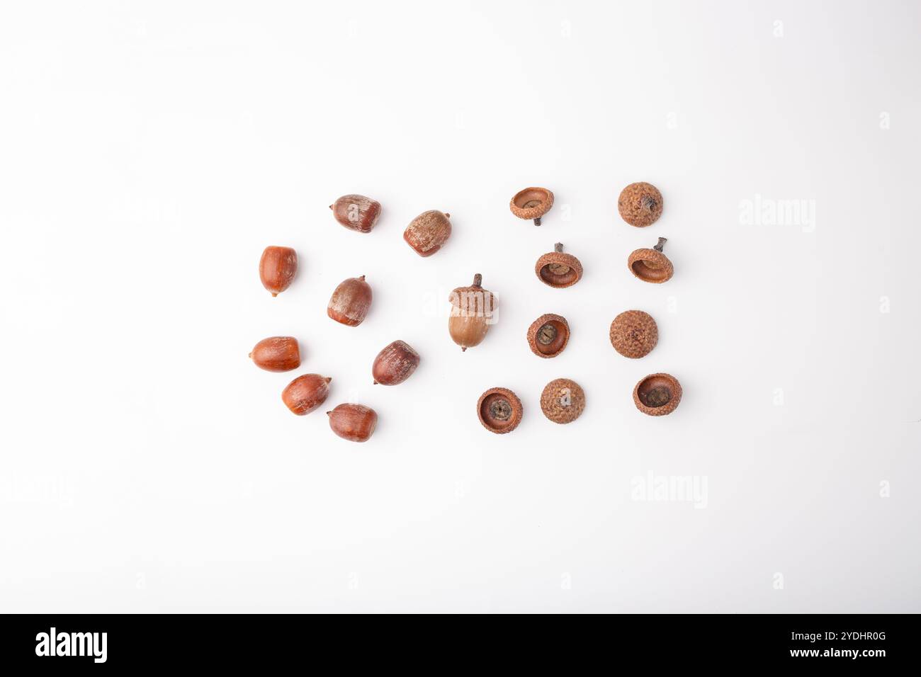 a collection of acorns and acorn caps arranged on a white background ...