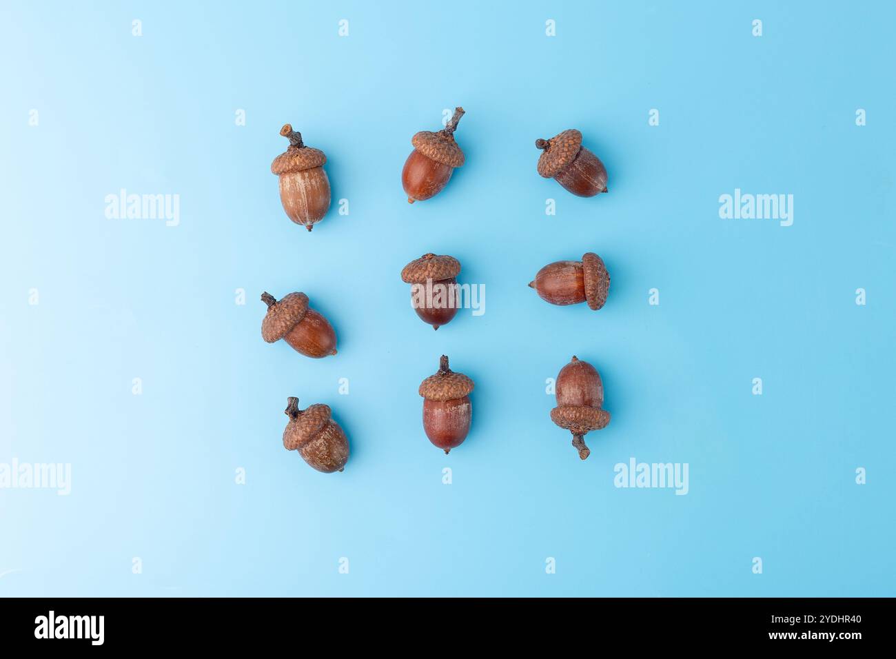 Natural brown acorns arranged in a grid pattern on a blue background ...