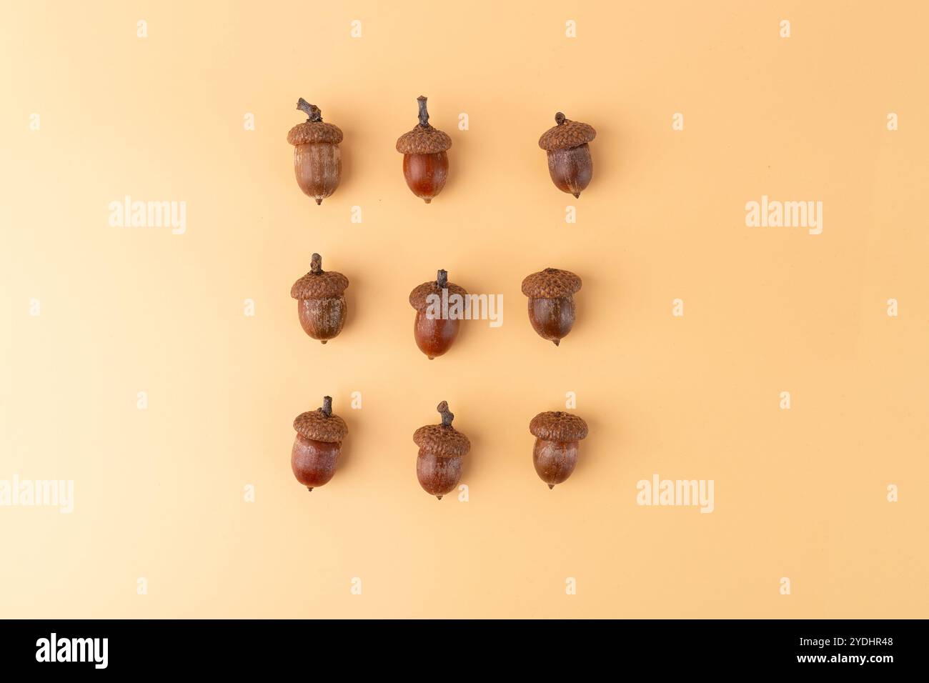 Nine acorns hi-res stock photography and images - Alamy