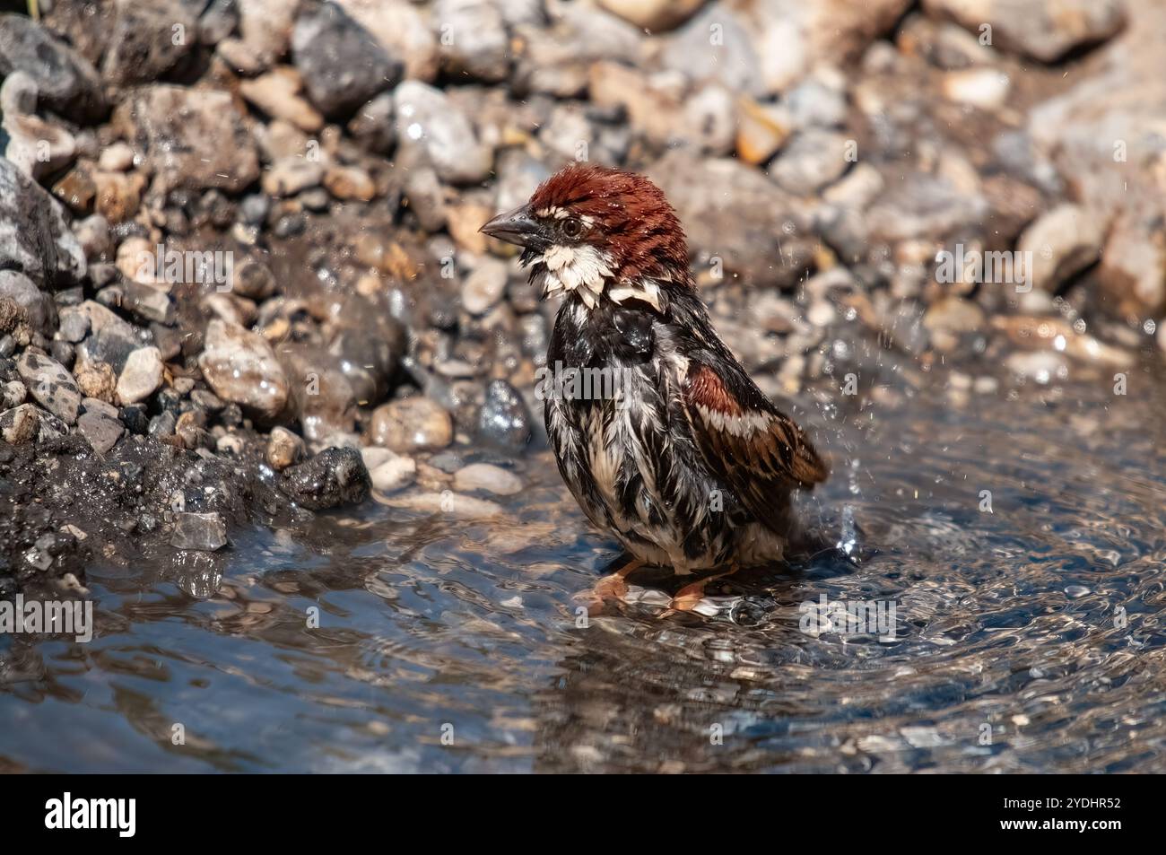 Bird bathing in water, close-up, sparrow. Spanish Sparrow, Passer ...