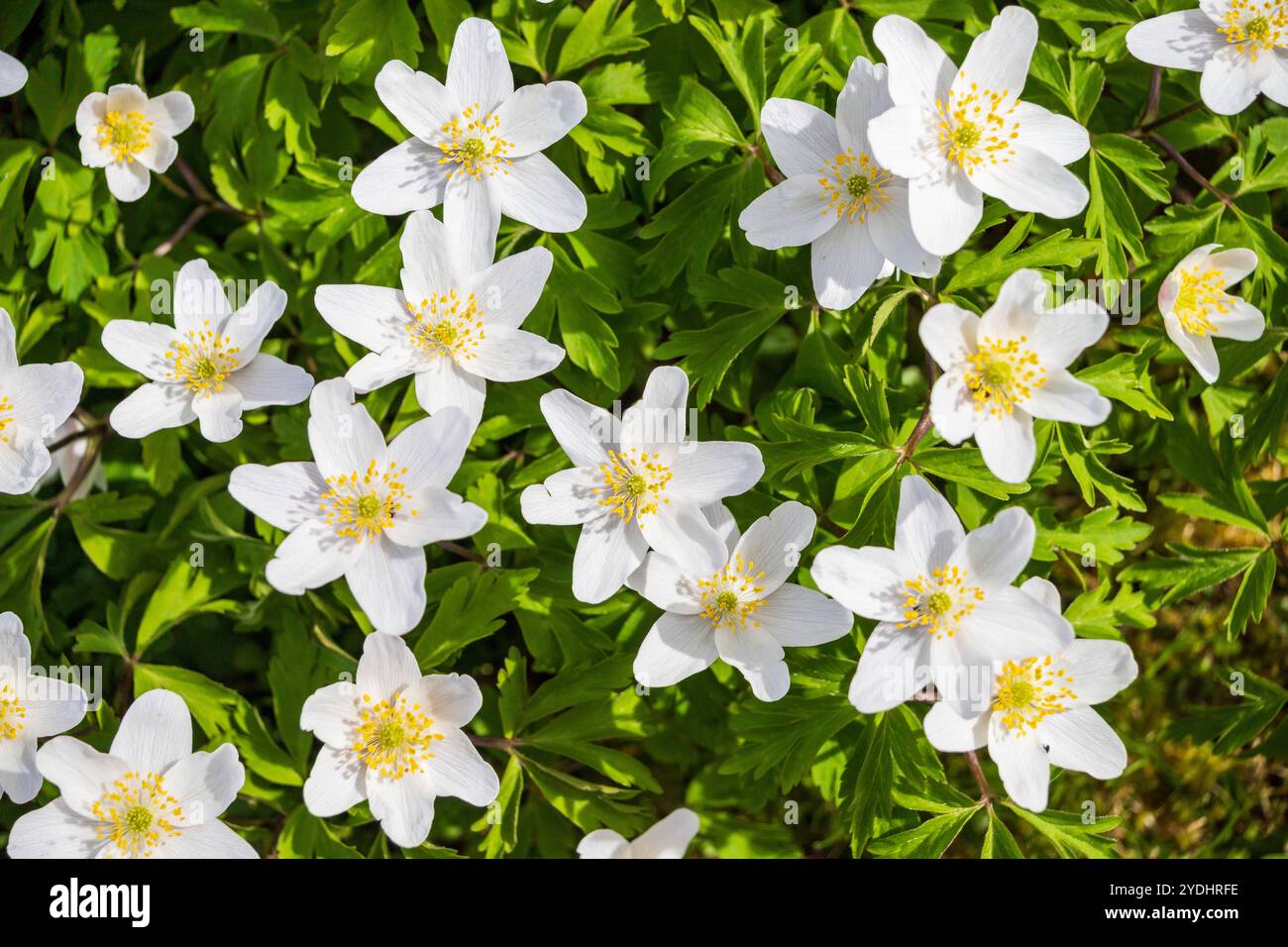 Open Calyxes Of The Wood Anemone Stock Photo - Alamy