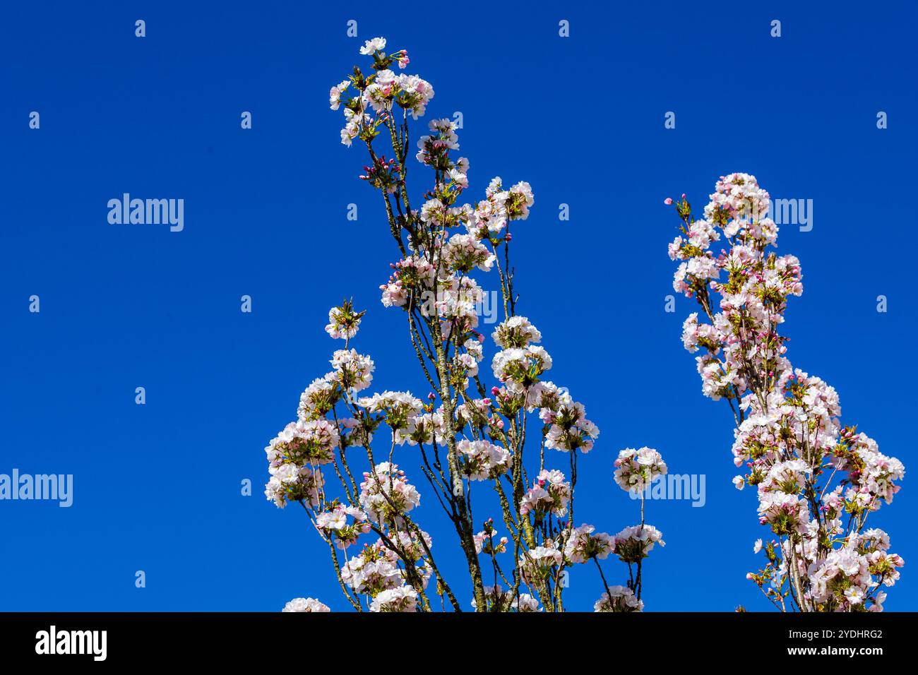 Columnar cherry tree hi-res stock photography and images - Alamy