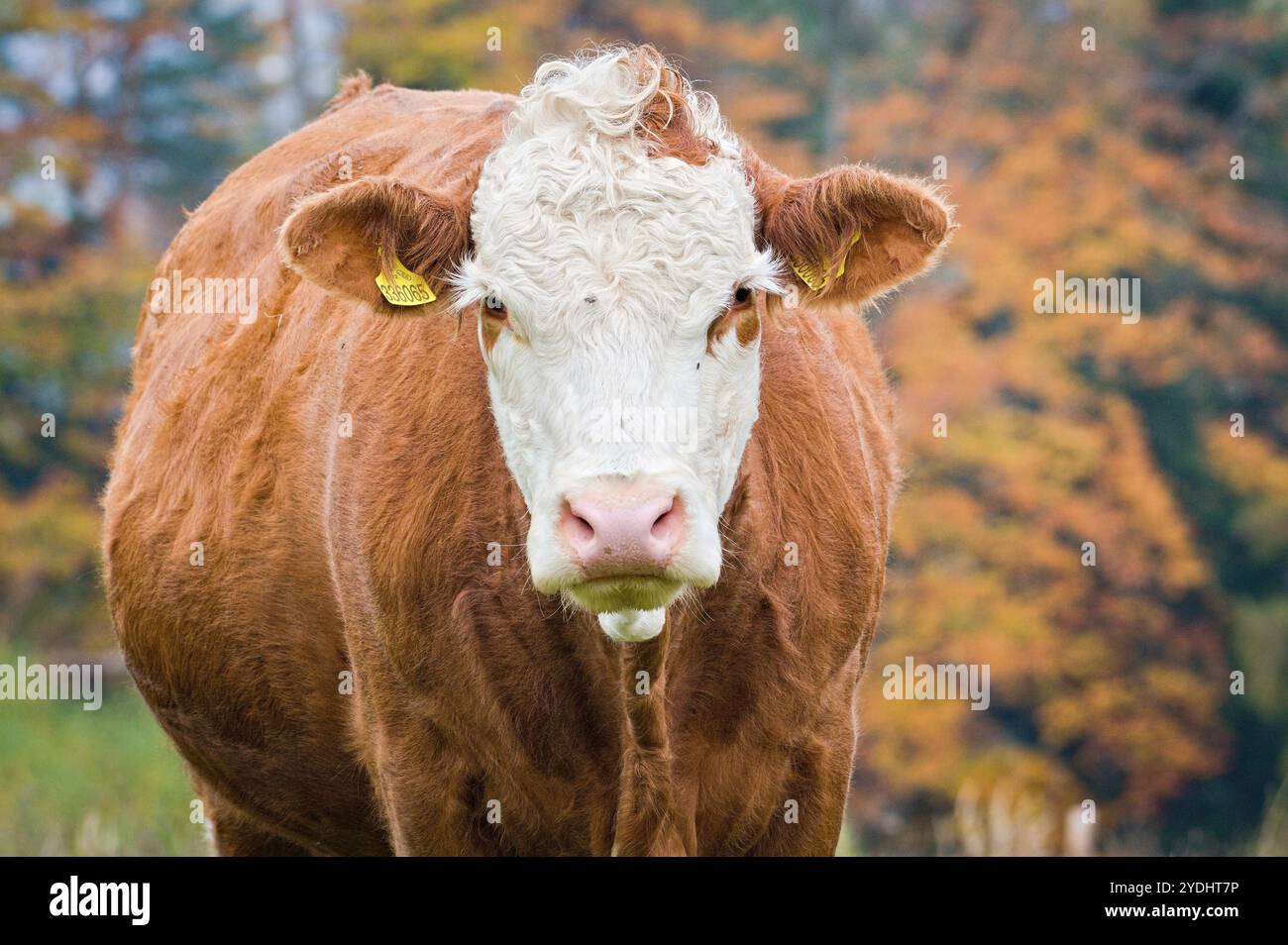 Domestic cow portrait grass hi-res stock photography and images - Alamy
