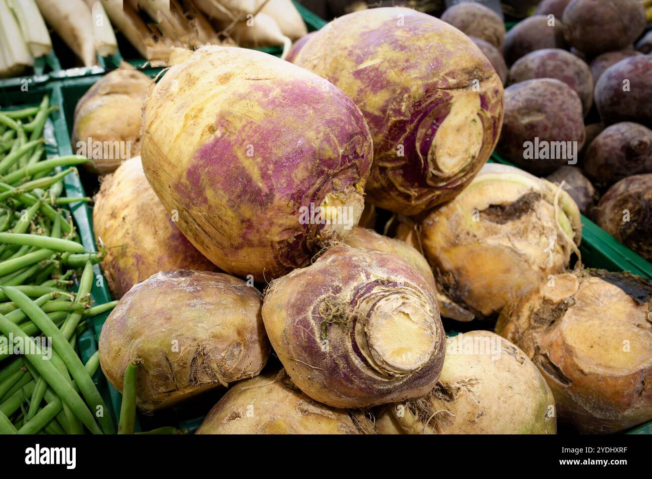 Brassica napus Napobrassica Group stacked rutabaga roots at a regional ...