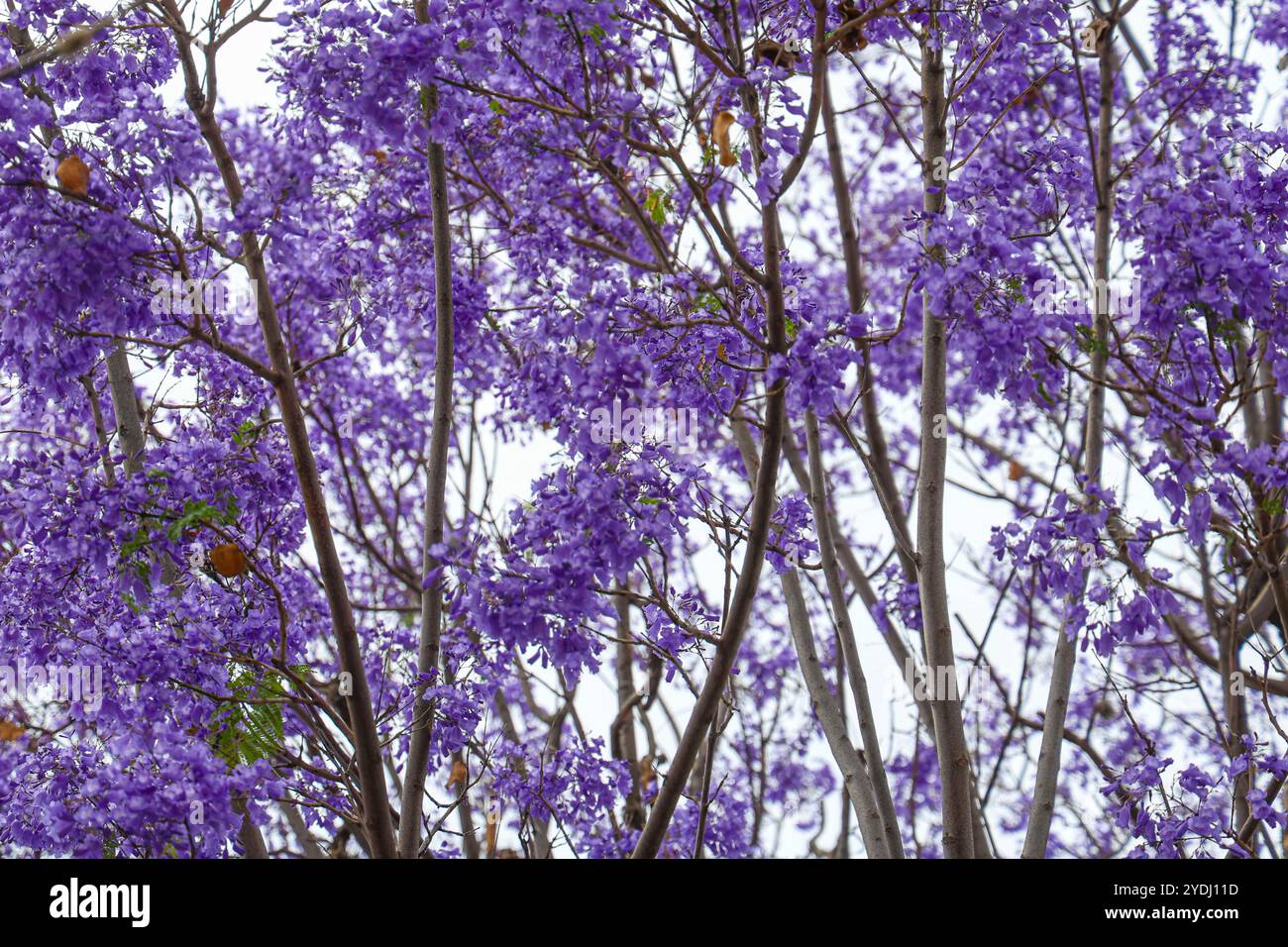 Venado, San Luis Potosí, Mexico. Entrance facade to the municipality or ...