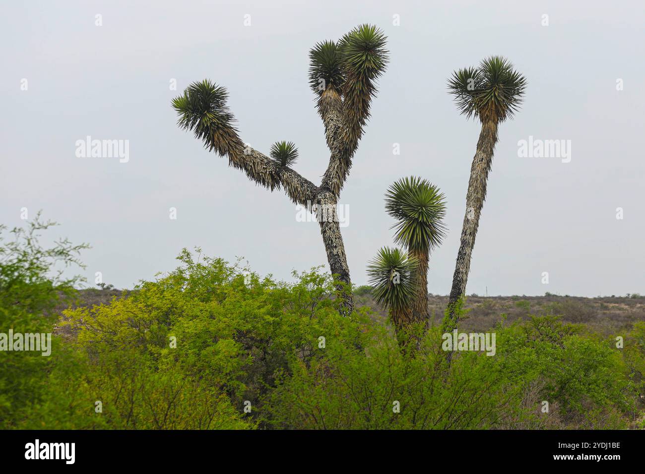 Venado, San Luis Potosí, Mexico. Entrance facade to the municipality or ...