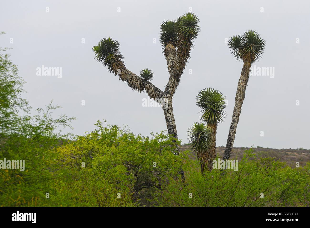 Venado, San Luis Potosí, Mexico. Entrance facade to the municipality or ...
