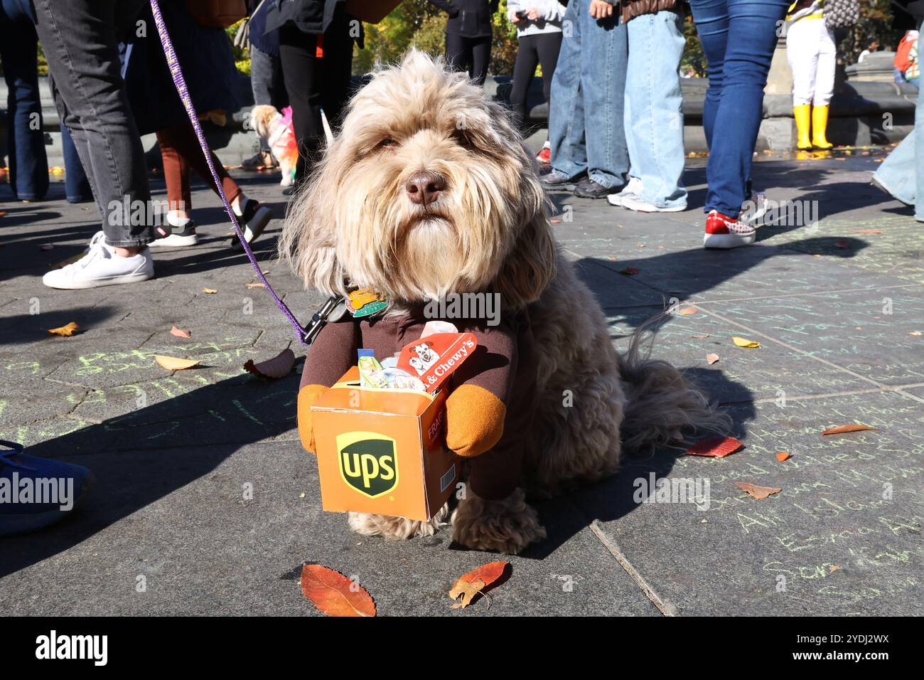 A havanese is dressed as a UPS delivery person but may be a porch ...