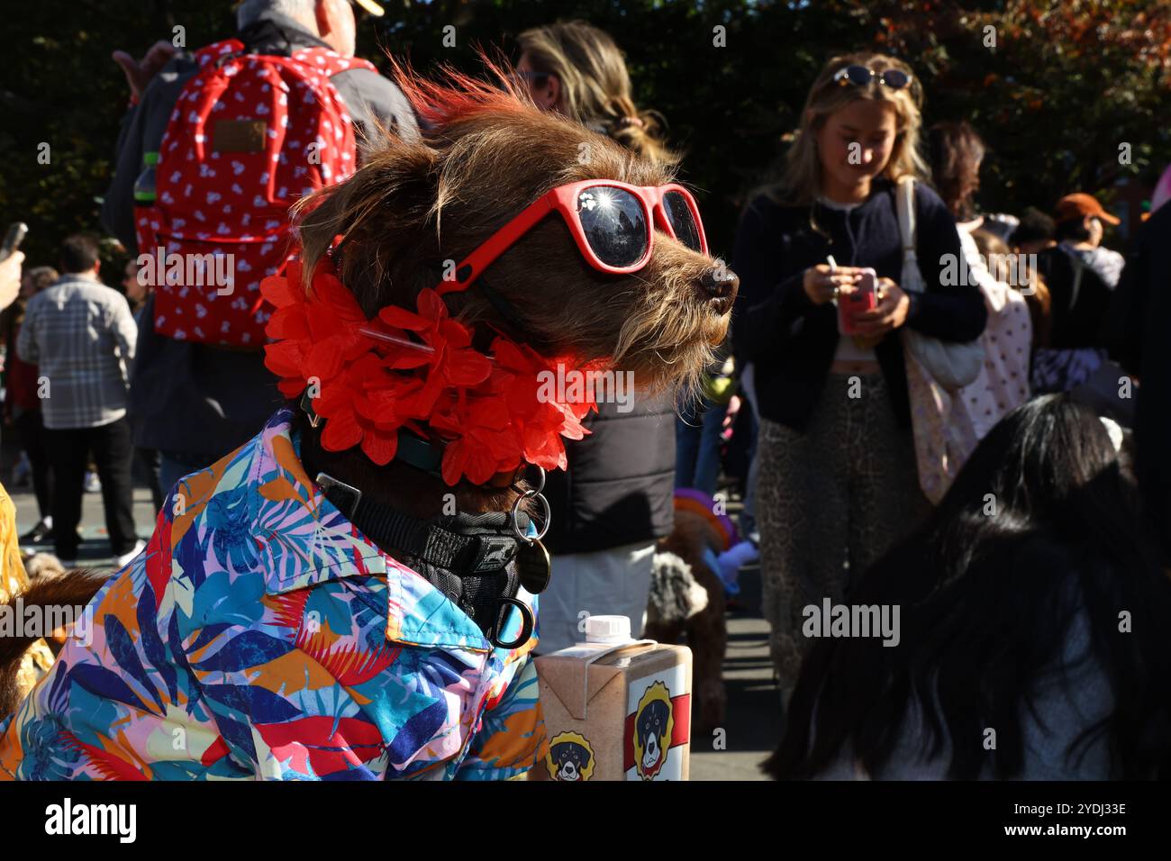 This dog is carted around as Jimmy Ruffett for the Washington Square ...