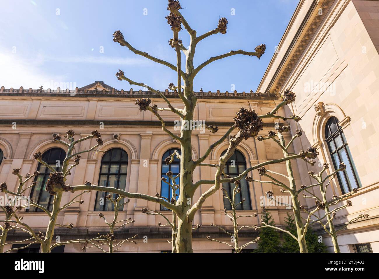 Knotted branches hi-res stock photography and images - Alamy