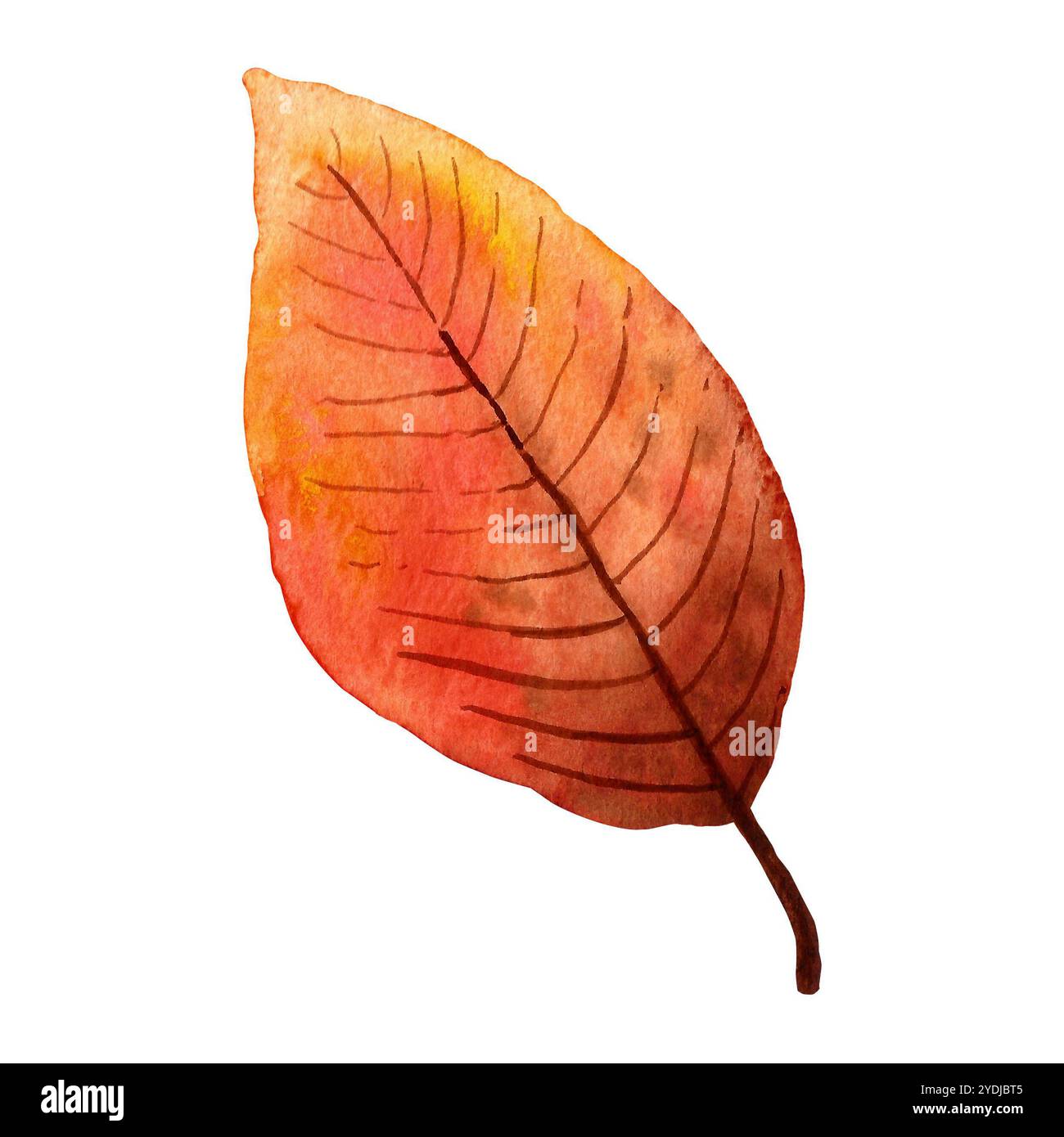 Fall leaf. Hand-painted autumn illustration. A detailed isolated ...