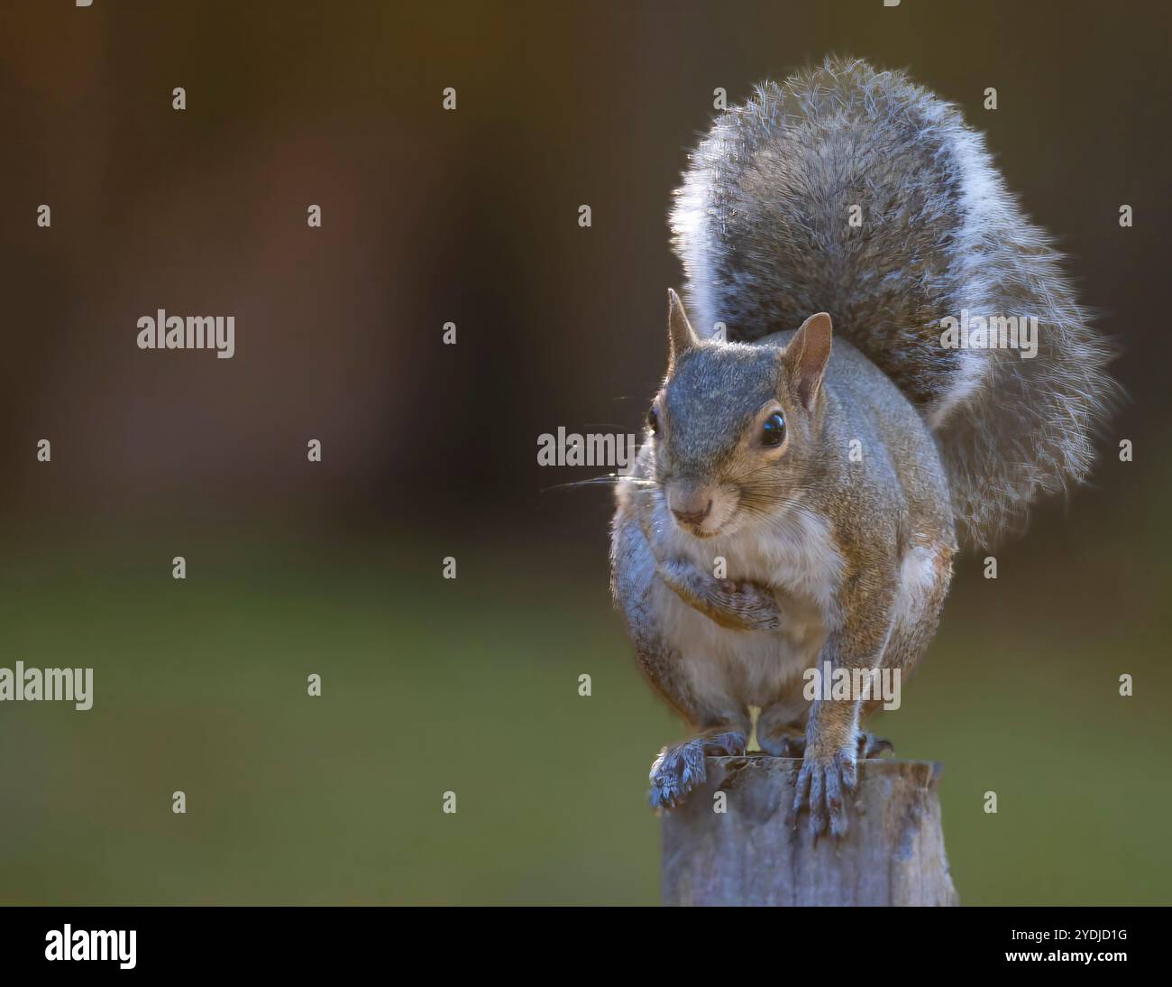 Squirrel looking forward hi-res stock photography and images - Alamy