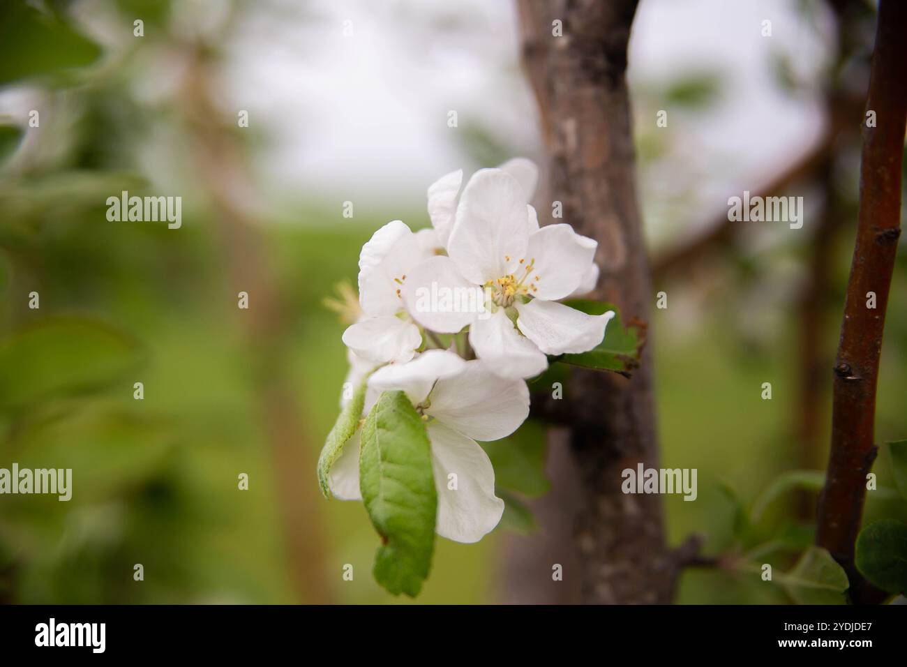 Summer small white flowers hi-res stock photography and images - Alamy