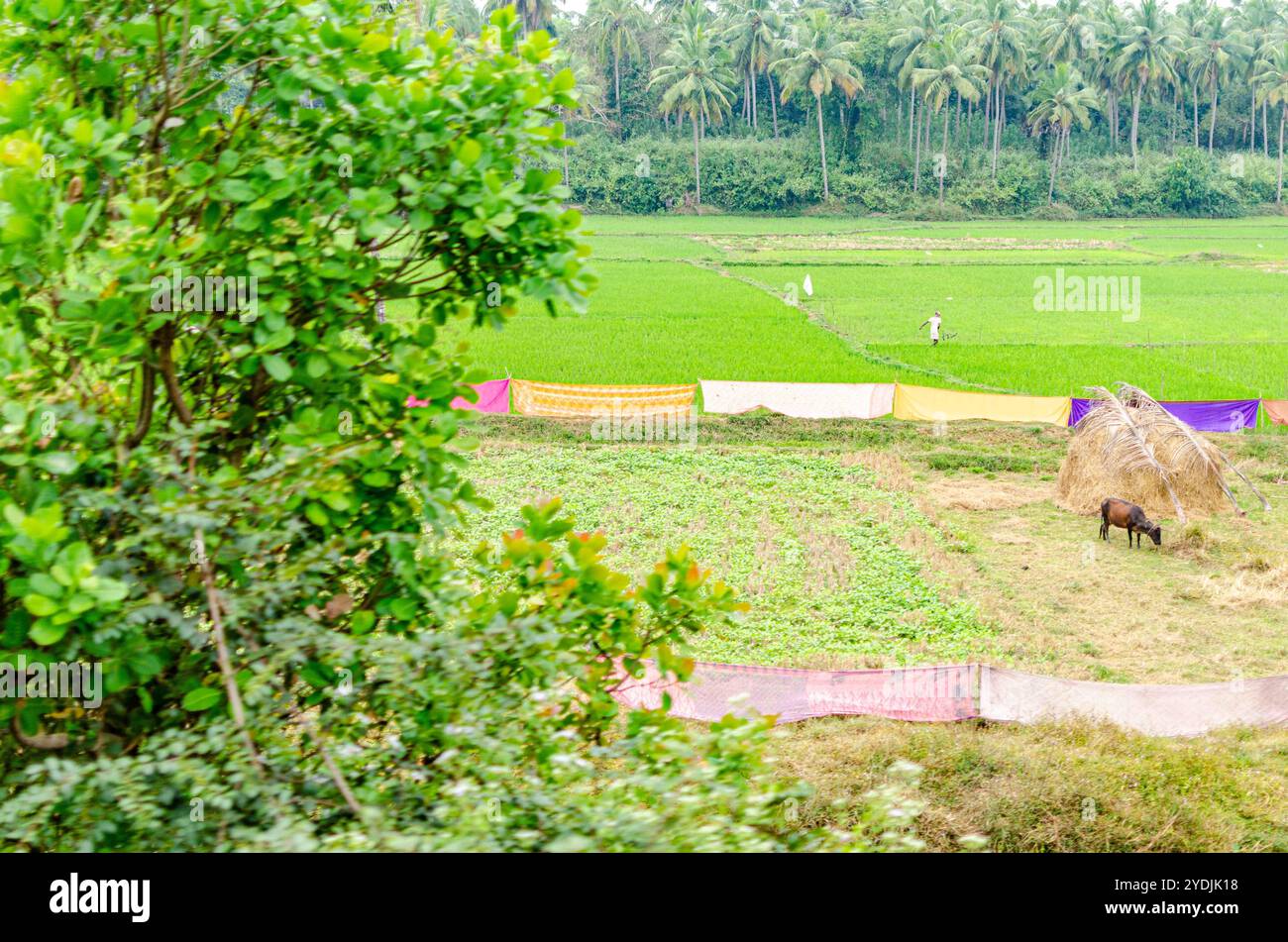 Beautiful landscape of rural India along the Konkan Railway route from ...
