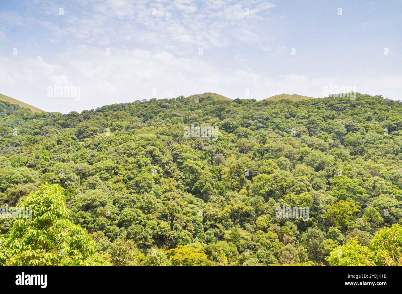 Green forest cover hi-res stock photography and images - Alamy