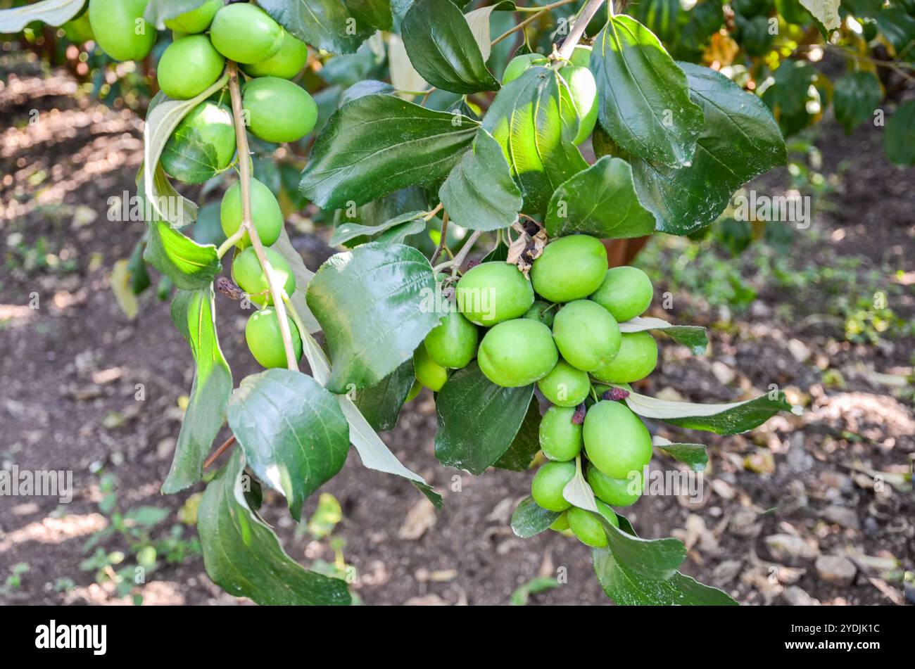 Ber fruits hi-res stock photography and images - Alamy