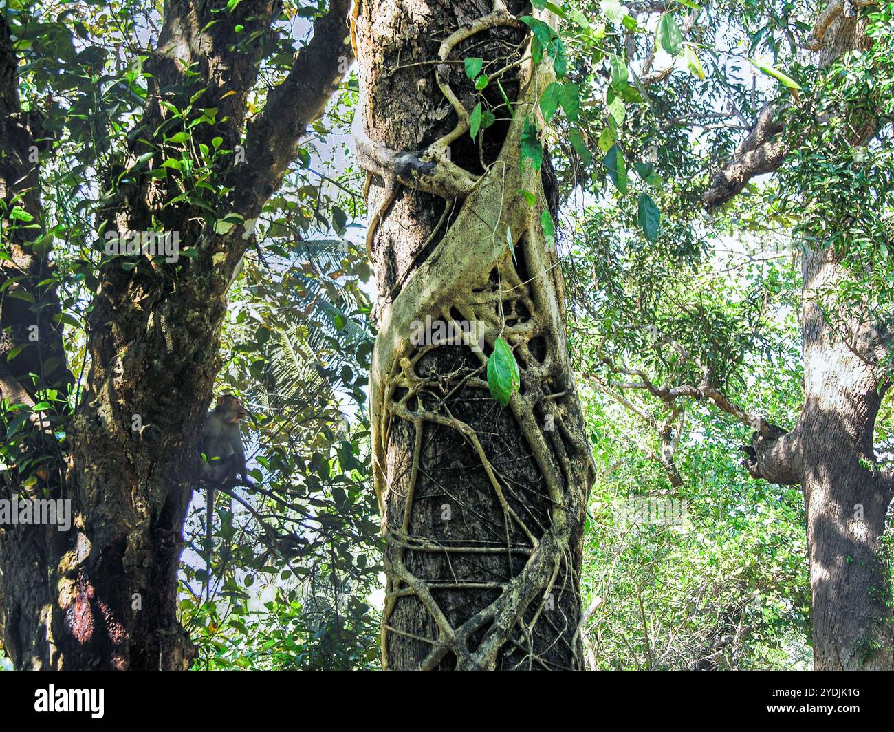 Creeping roots of a tree hi-res stock photography and images - Alamy