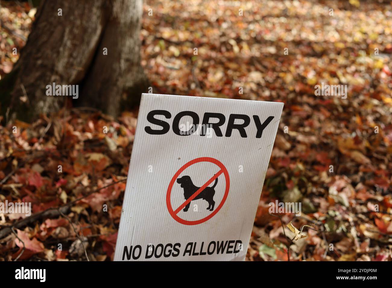 Sorry no dogs allowed sign in public park with Autumn leaves on ground ...