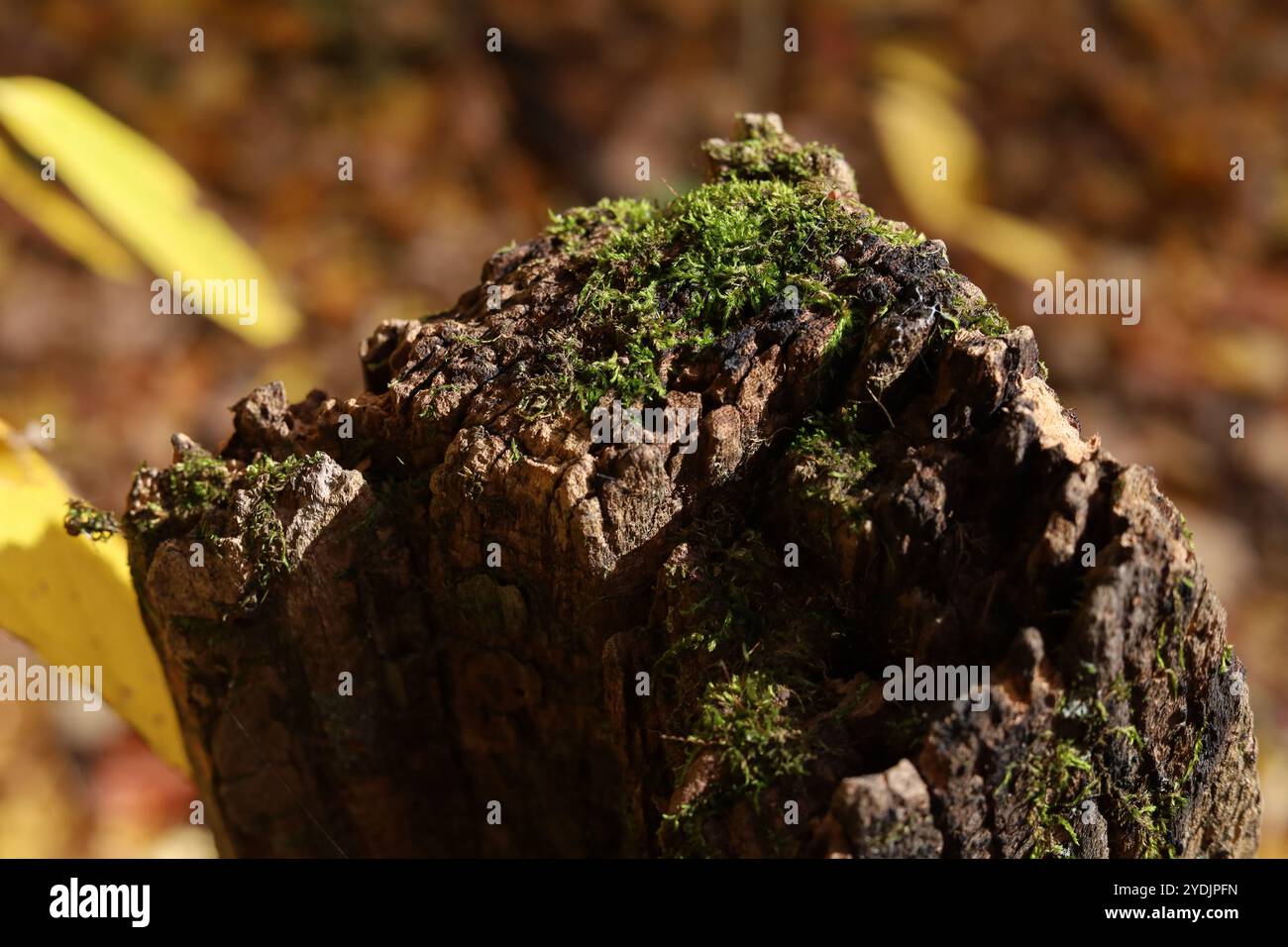 Rotting wood texture hi-res stock photography and images - Alamy