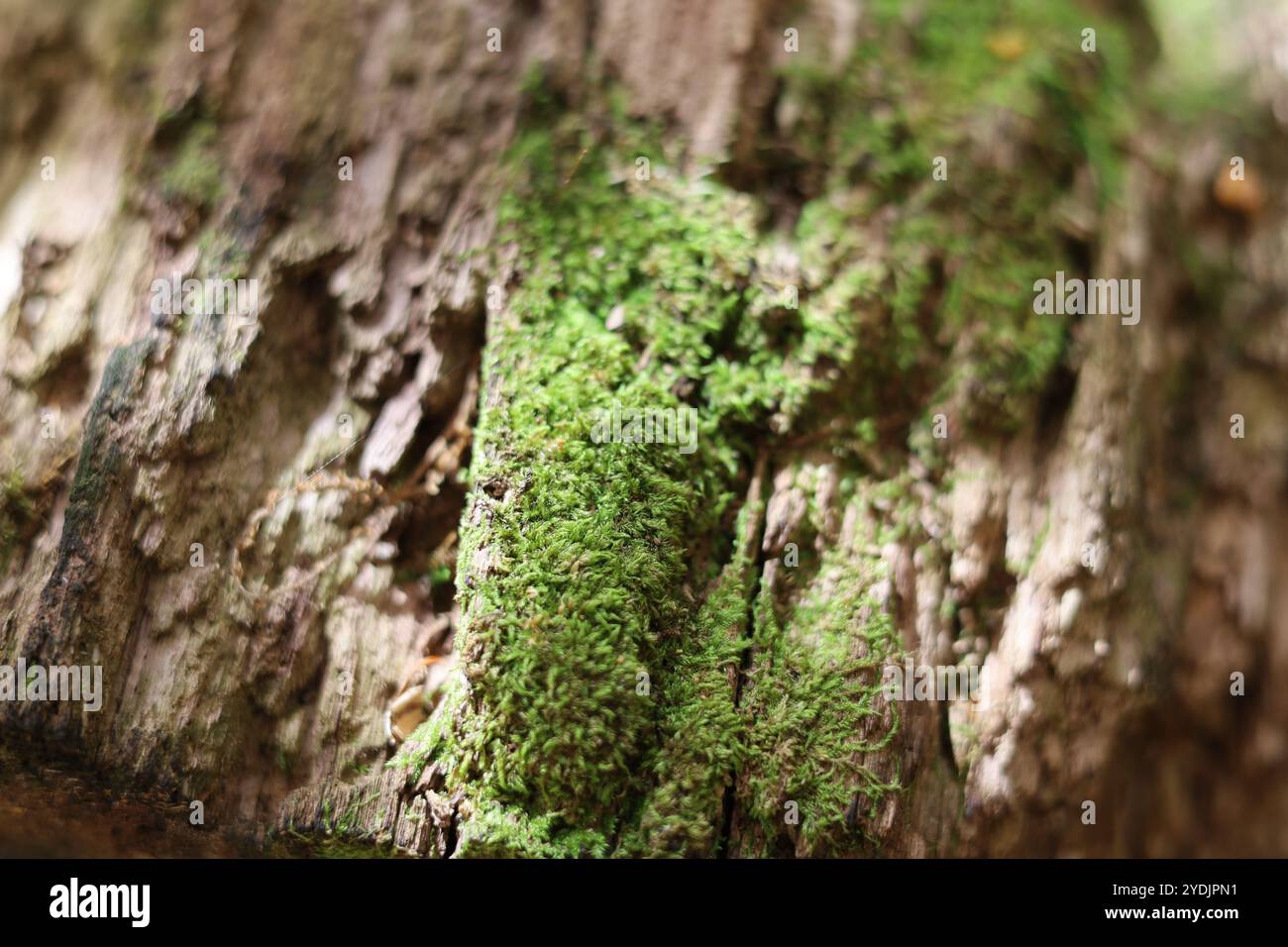 Moss growing on rotting wood tree on forest floor Stock Photo - Alamy