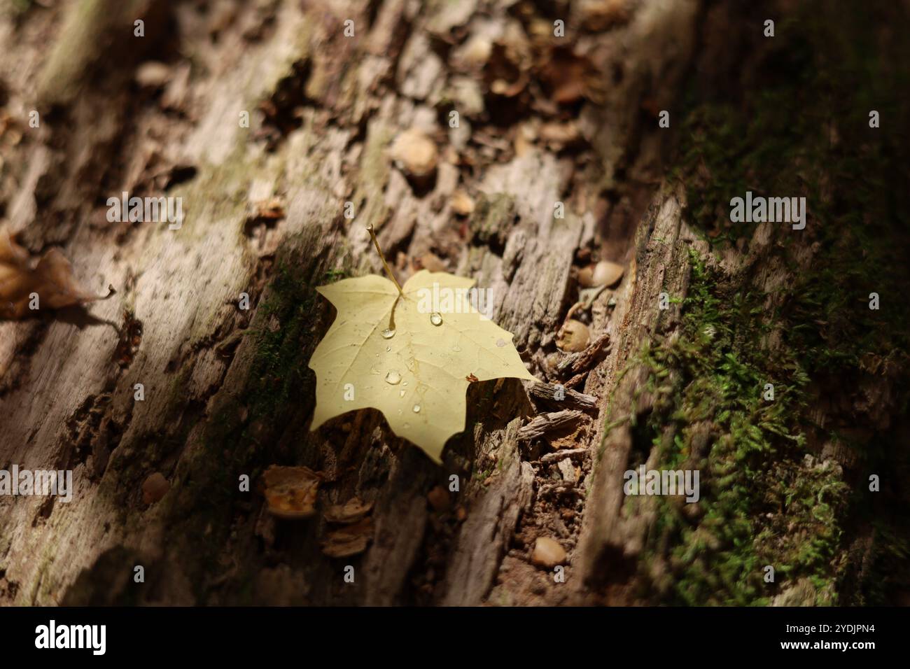 Decaying leaf litter hi-res stock photography and images - Alamy
