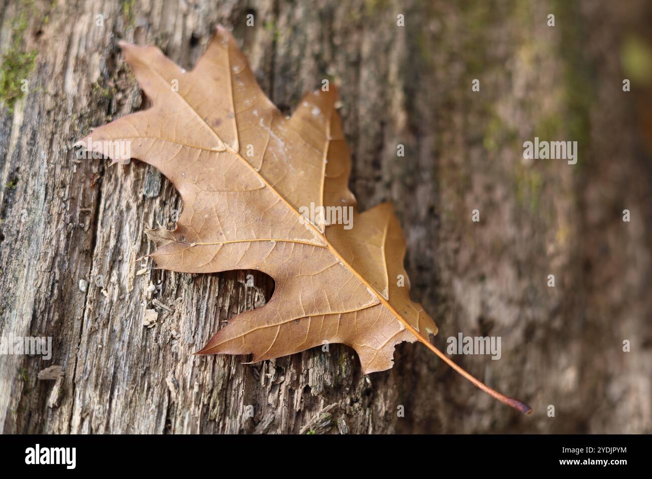 Brown fall season oak leaf laying on old log Stock Photo - Alamy