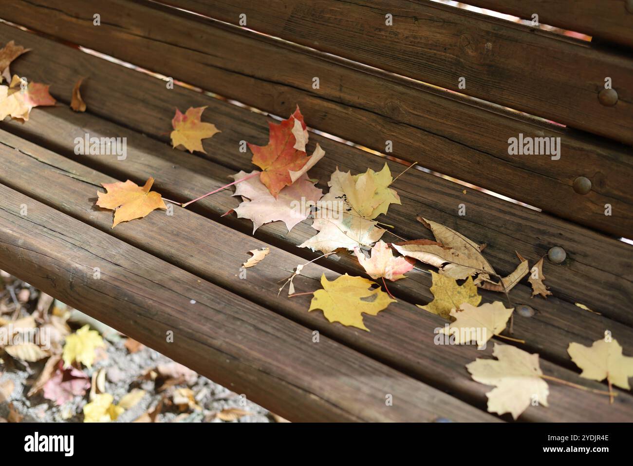 Fall leaves and park bench hi-res stock photography and images - Alamy