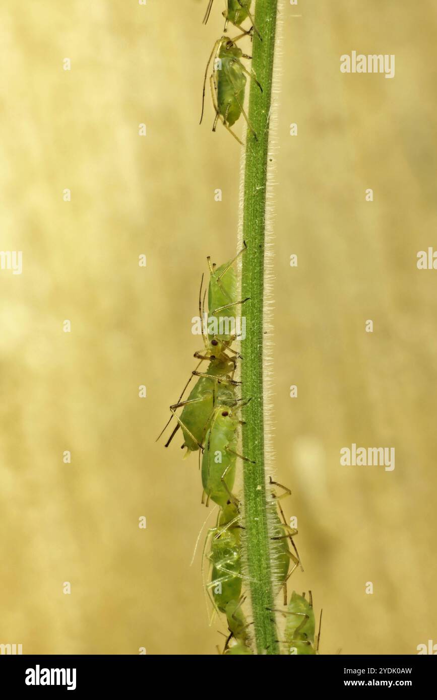 Green aphids (Aphidoidea) on plant stem, South Australia Stock Photo ...