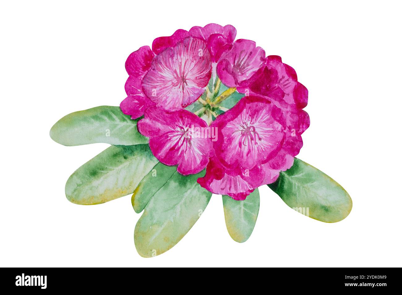 Watercolor illustrations with pink rhododendron flowers. Hand painted ...