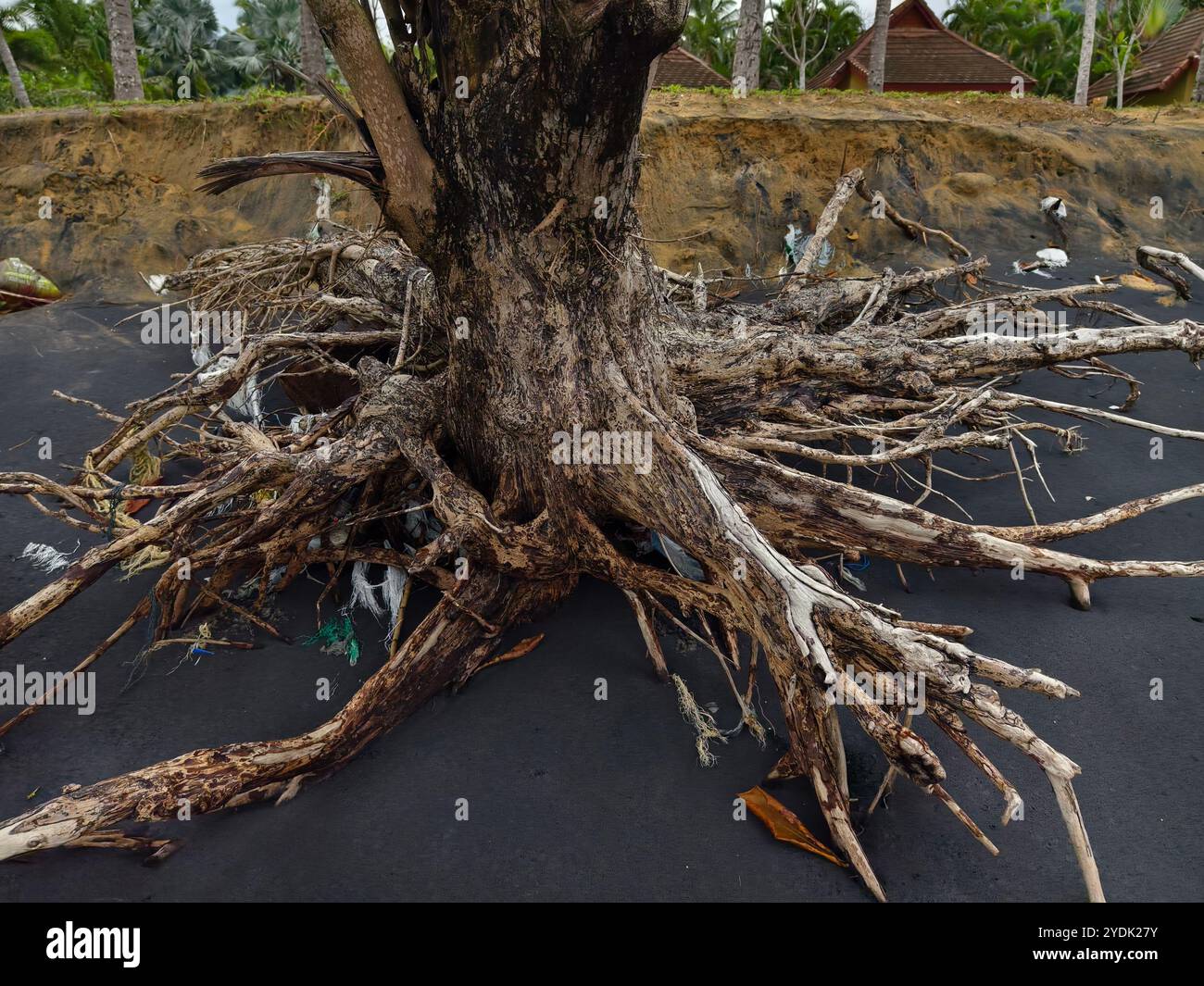 A tree stump is currently laying on the beach close to the ocean Stock ...