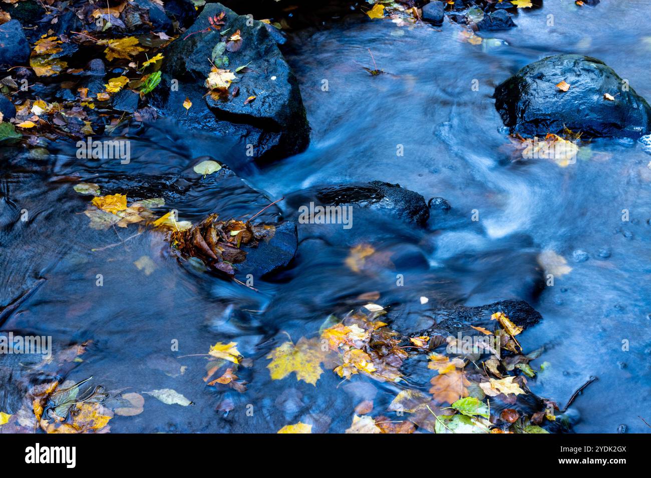 Streaming leaves hi-res stock photography and images - Alamy